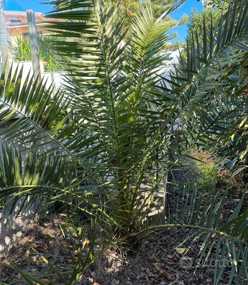 Pianta cycas - Giardino e Fai da te In vendita a Reggio Calabria