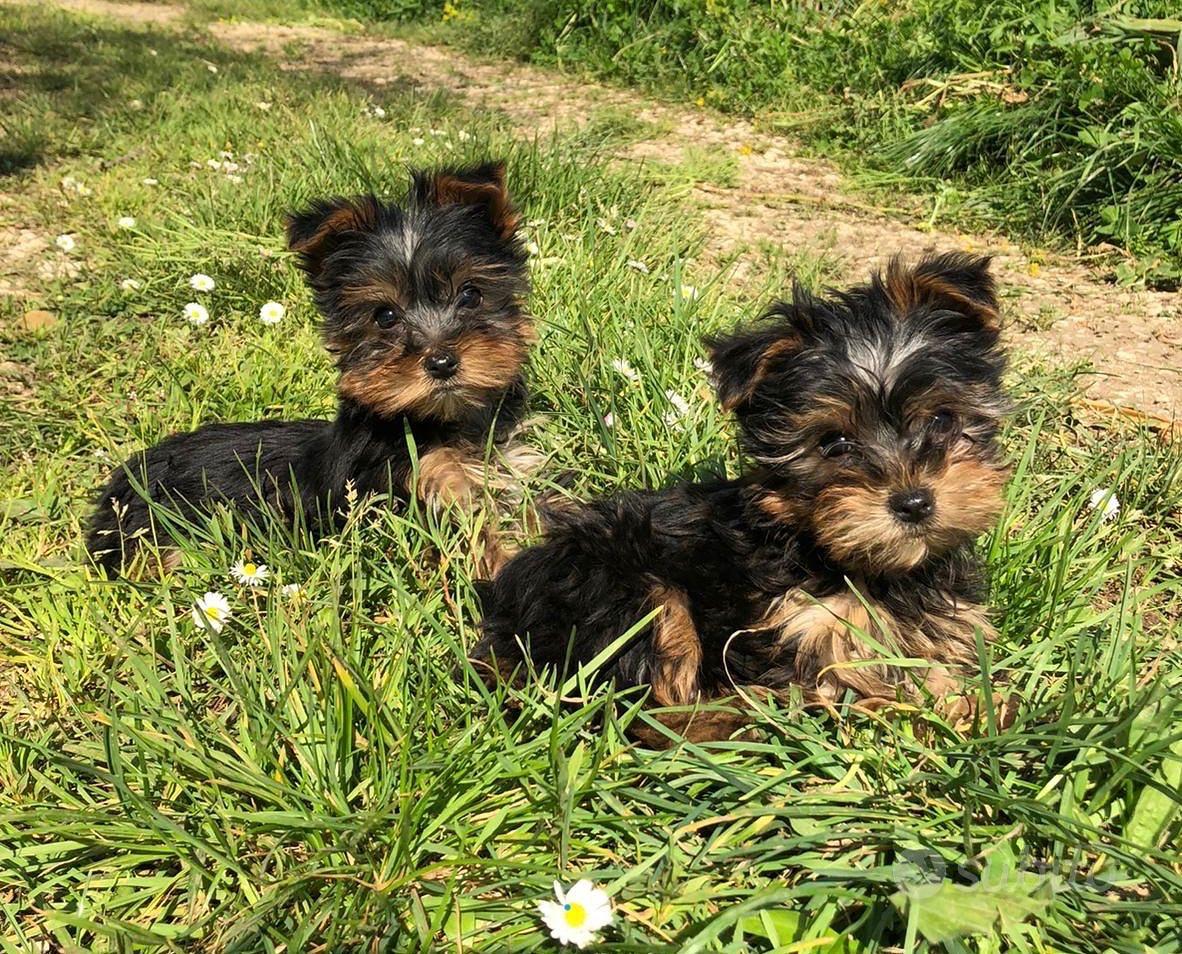 Cuccioli Yorkshire Toy - Animali In vendita a Roma