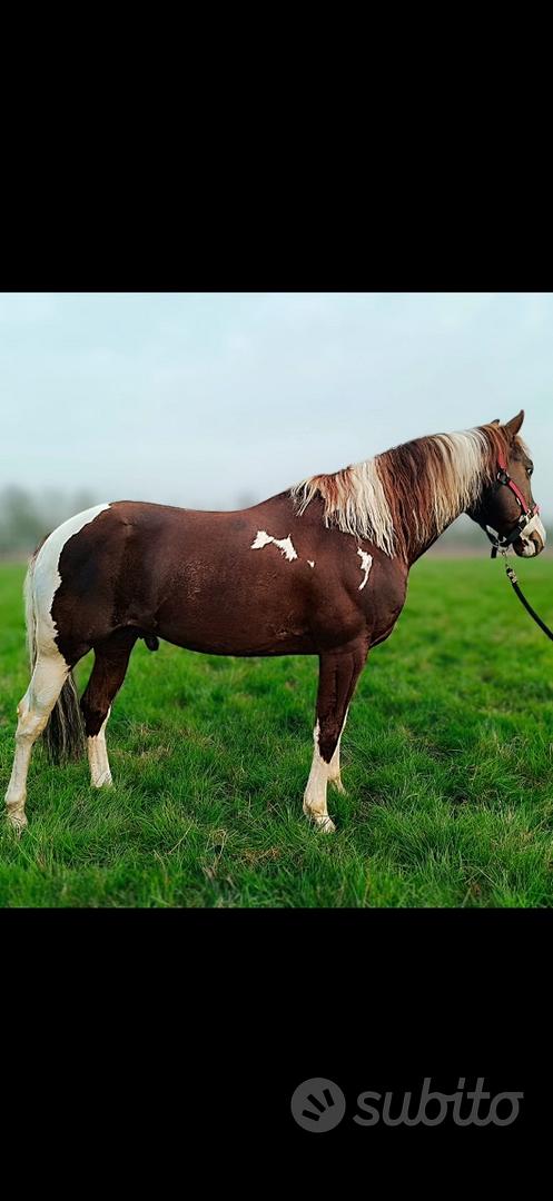 Cavallo Paint - Animali In vendita a Alessandria