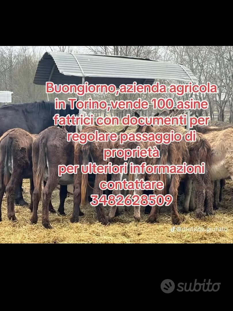 300 Asini a Torino di grossa e piccola taglia - Animali In vendita a Torino