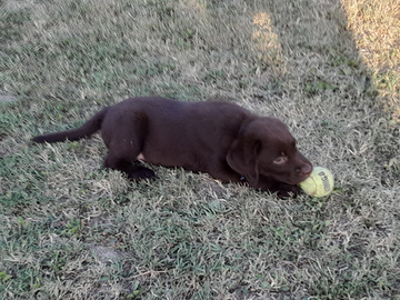 Cuccioli di labrador retriever puro chocolate - Animali In vendita a ...