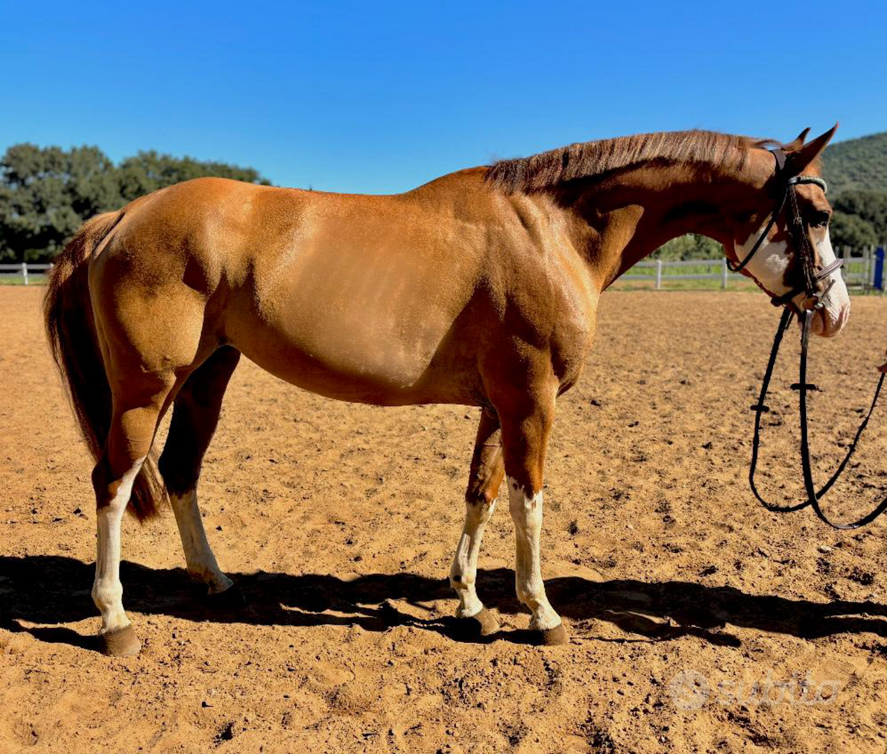 Cavalla / Doppio Pony 145 cm - Animali In vendita a Rimini