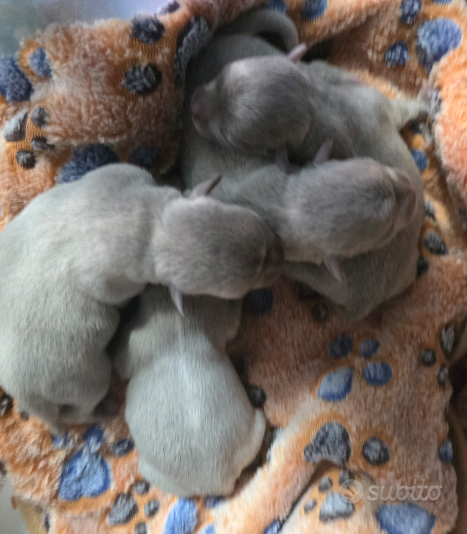 Chihuahua maschi con pedigree - Animali In vendita a Agrigento