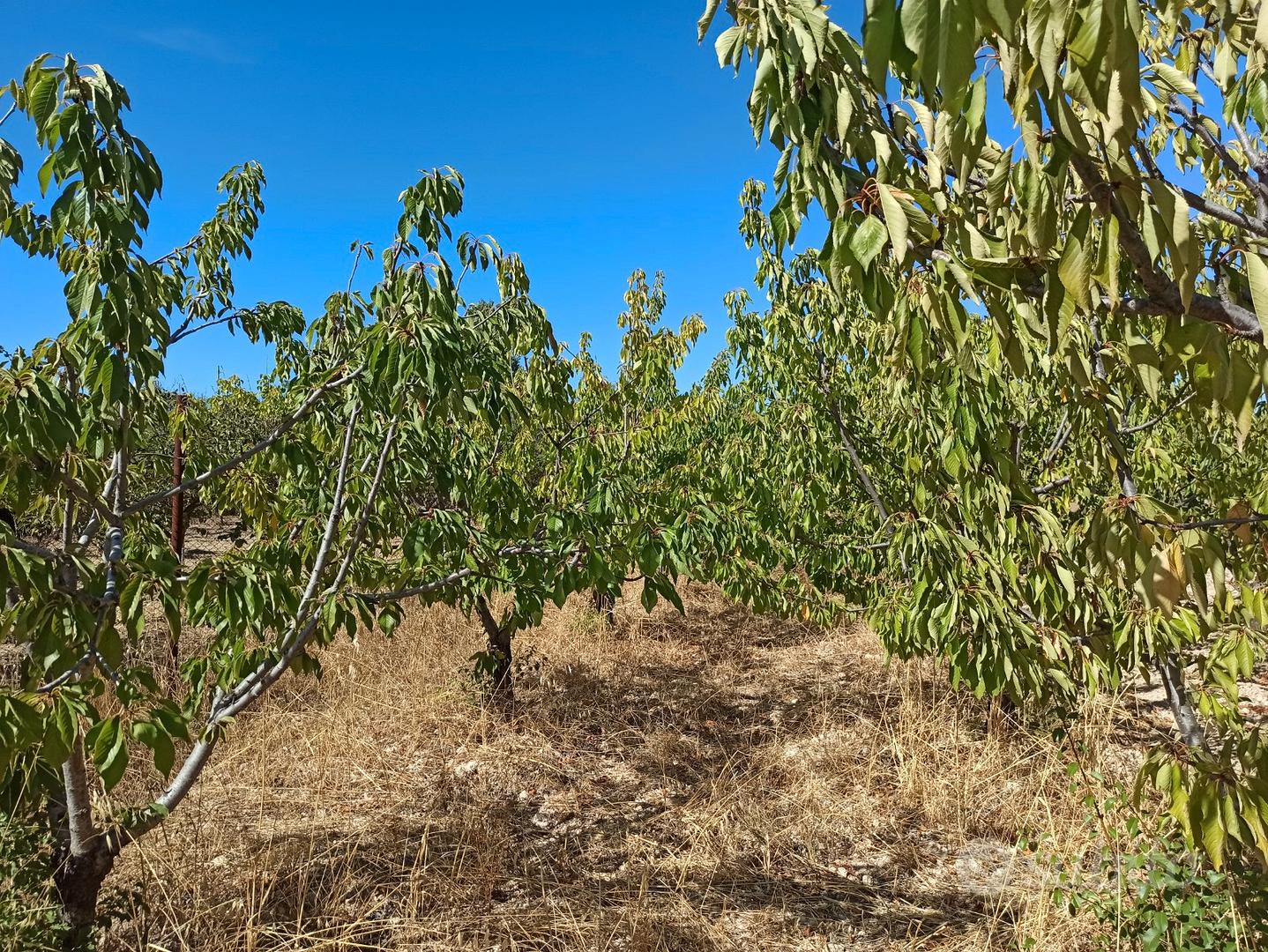 Terreno zona Capirro - Terreni e rustici In vendita a Barletta-Andria-Trani