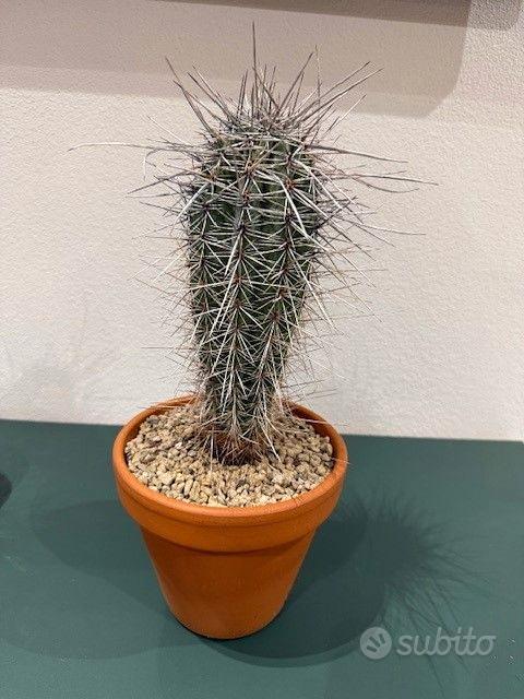 Cactus achycereus Pringlei a spina lunga - Giardino e Fai da te In ...