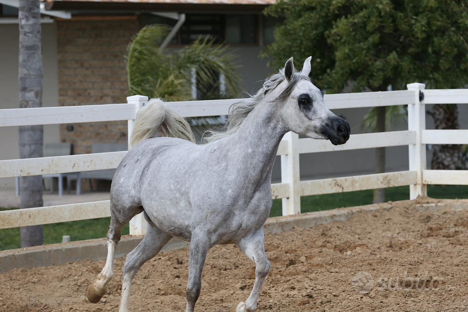 Giovane Cavalla PSA di 4 Anni - Animali In vendita a Catania