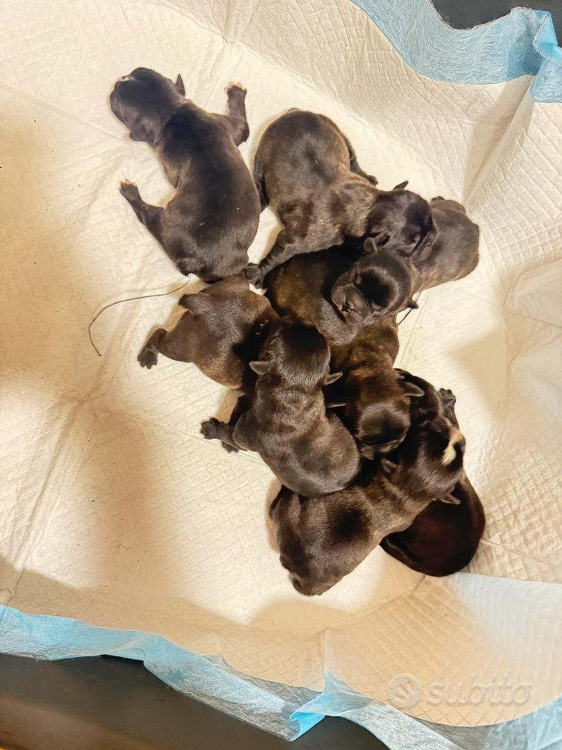 Bulldog francese - Animali In vendita a Modena