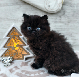 British longhair maschietto Total black - Animali In vendita a Milano
