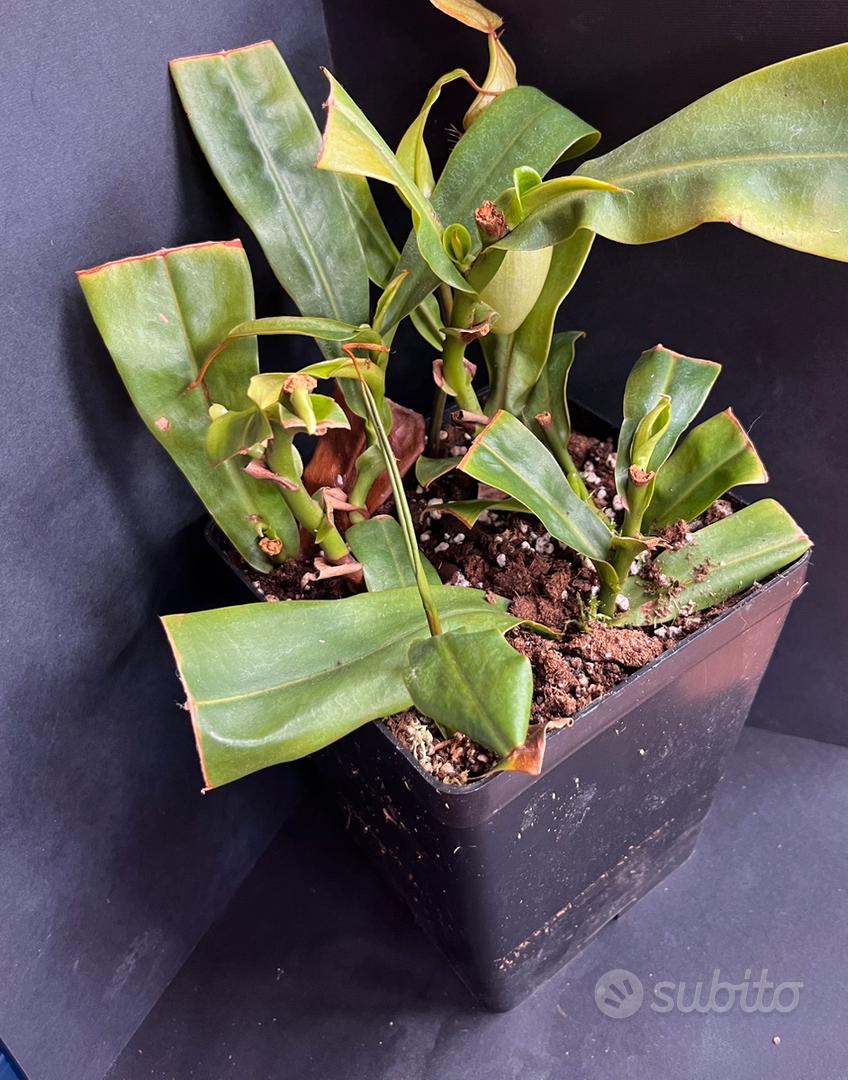 Nepenethes hispida beck - Giardino e Fai da te In vendita a Varese