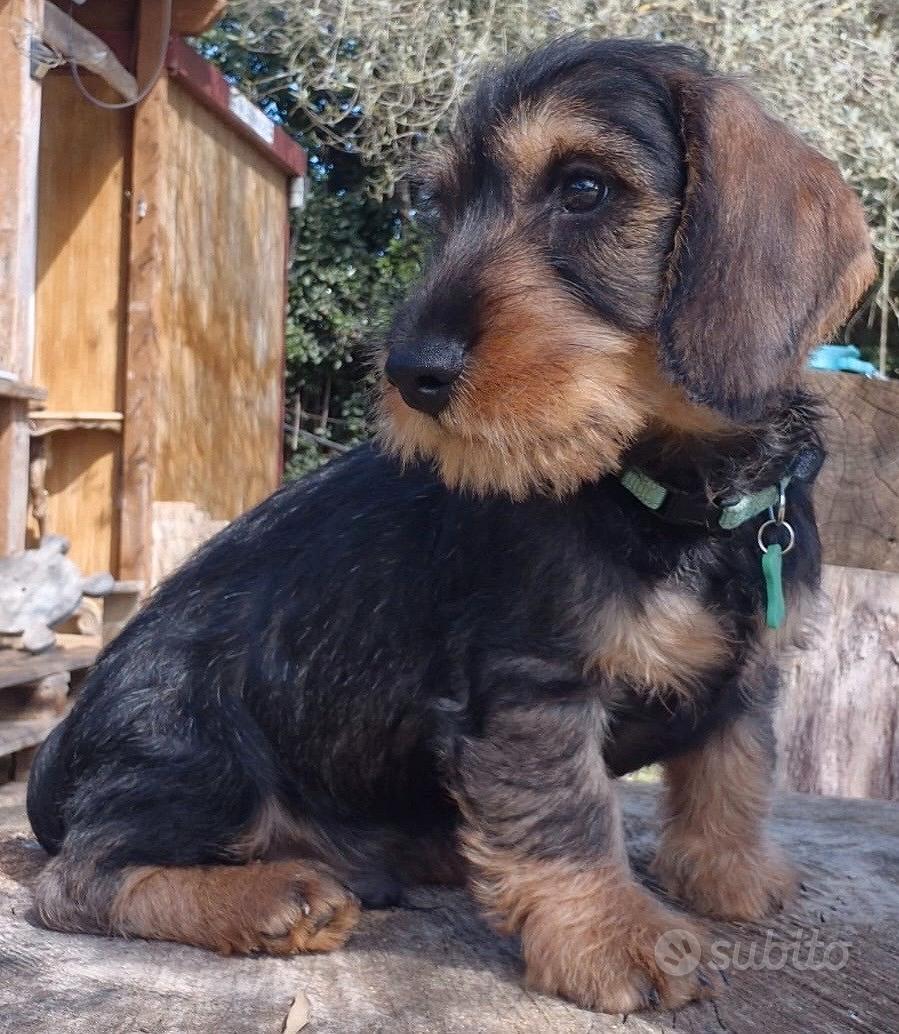 Cuccioli di Bassotto tedesco a pelo duro - Animali In vendita a Sassari