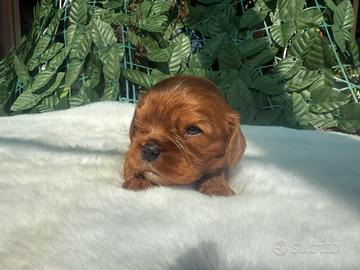 Cavalier king ruby - Animali In vendita a Siracusa