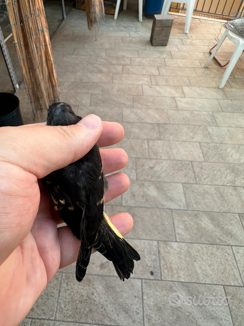 Negriti della Bolivia 2025 - Animali In vendita a Messina