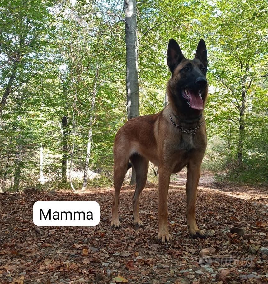 Pastore belga malinois - Animali In vendita a Novara