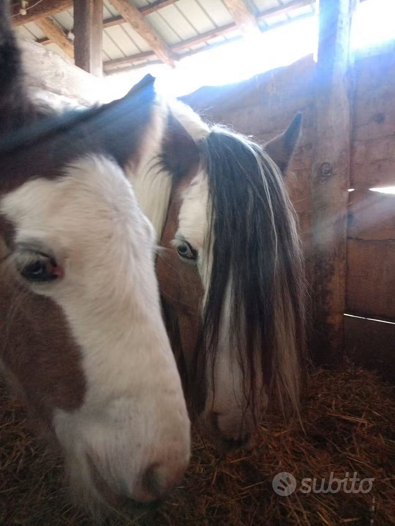 Gypsy cavallo - Animali In vendita a Cuneo