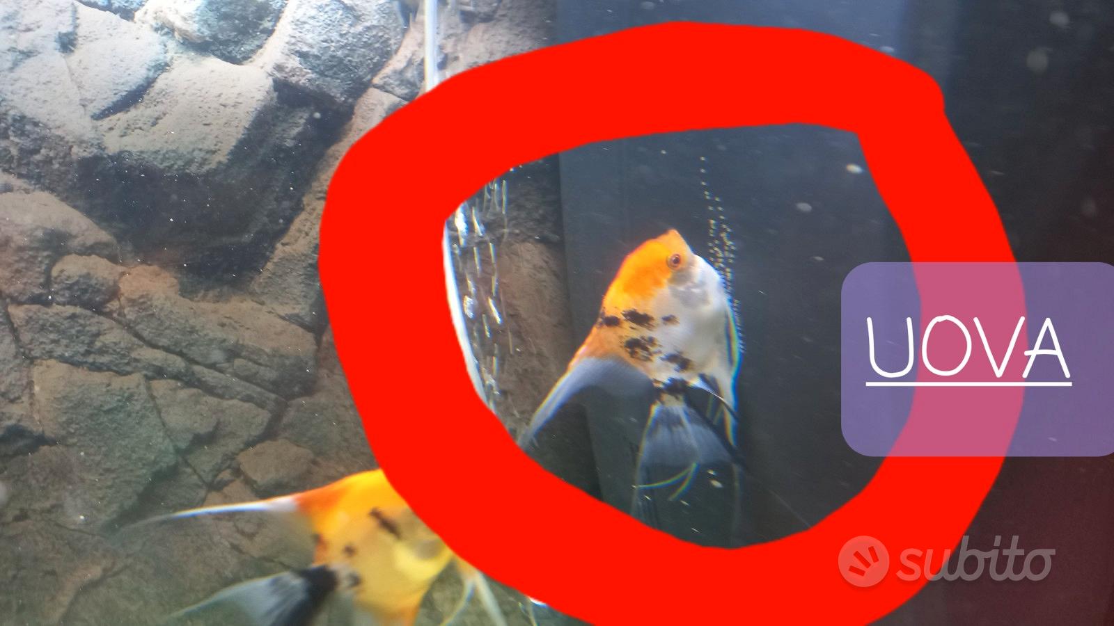 Scalari red devil adulti - Animali In vendita a Roma