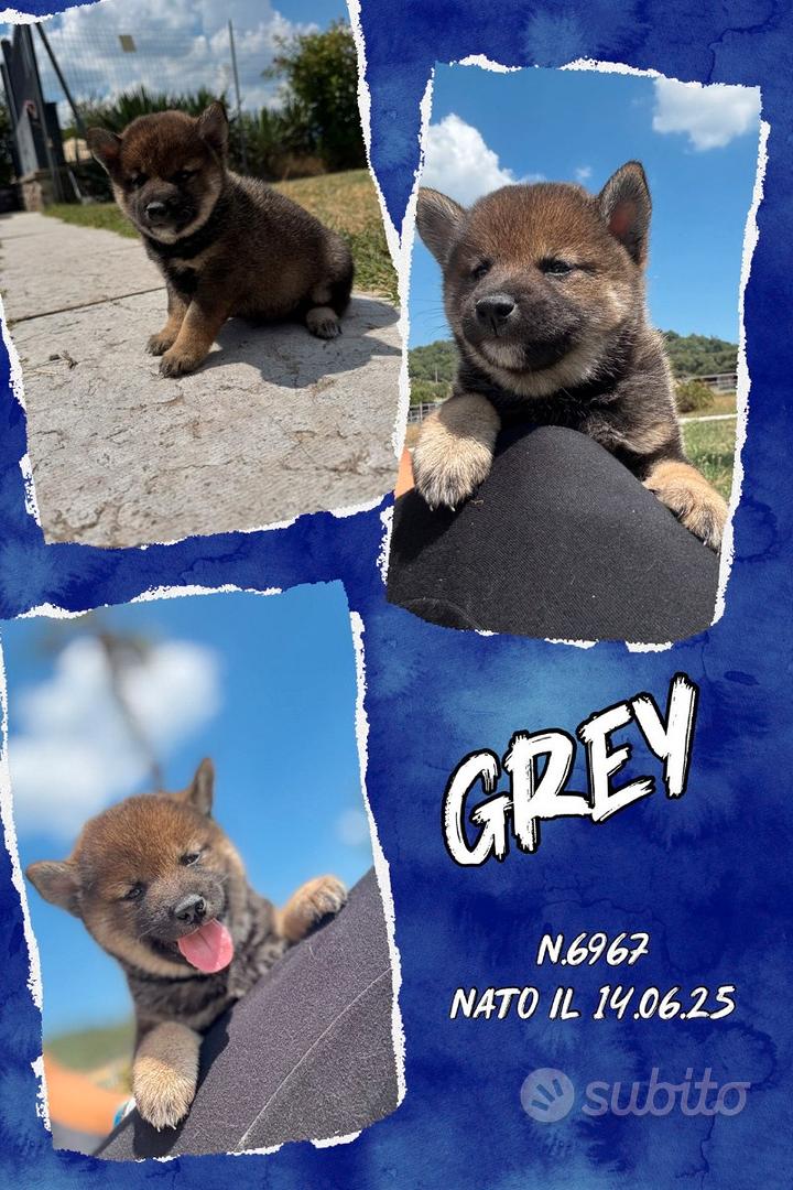 Subito - Allevamento Valtenesi Dogs - Shiba inu _ nuova cucciolata ...