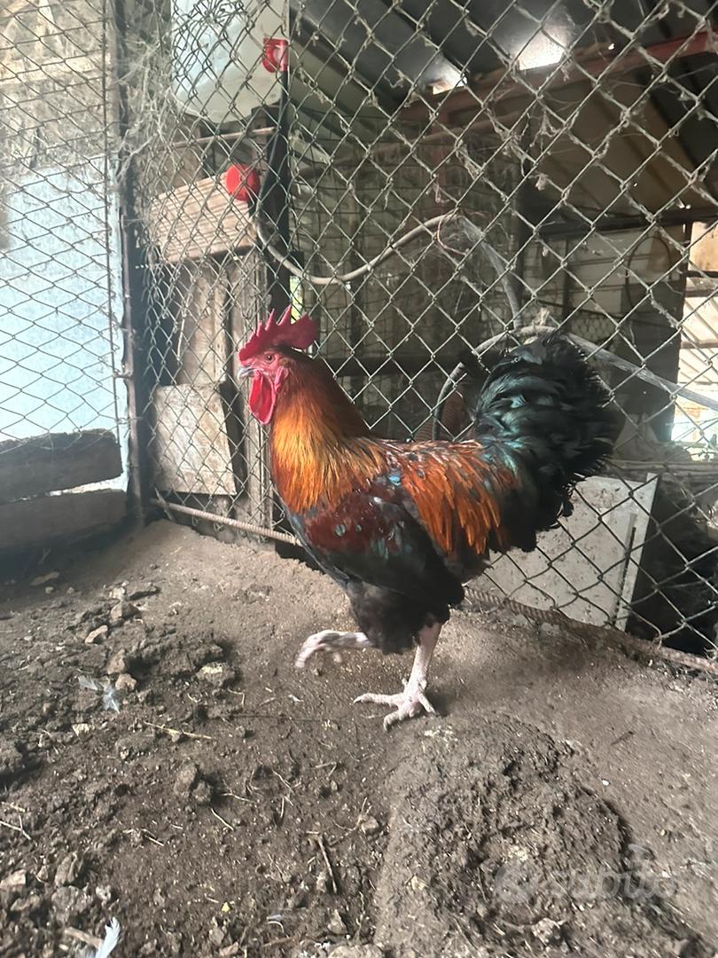 Galli Marans - Animali In vendita a Terni