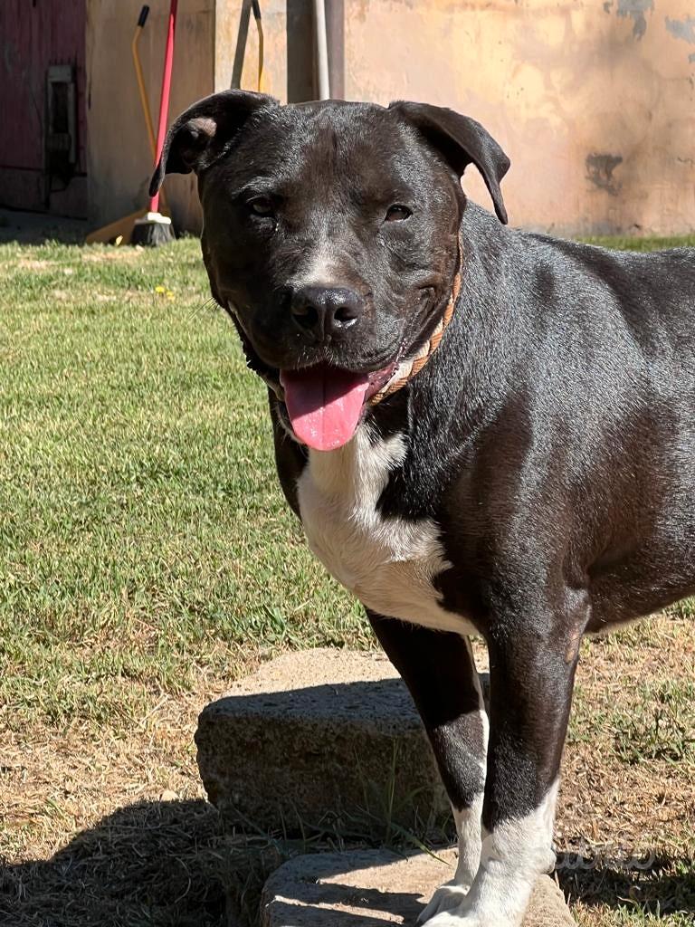 Pasquale, 2 anni, molosso super per adozione - Animali In vendita a Roma