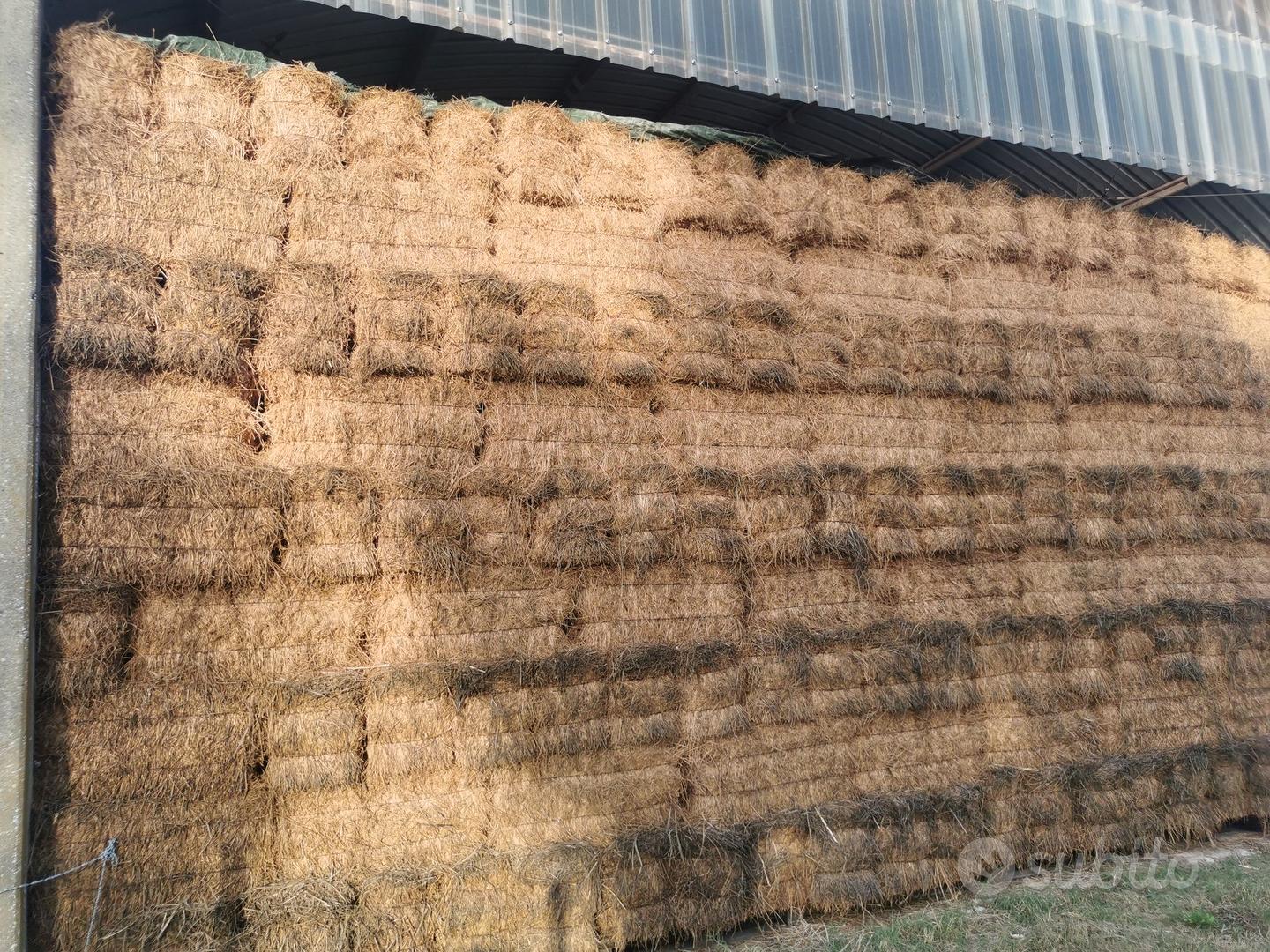fieno in presse per cavalli,pecore e conigli - Accessori per animali In ...
