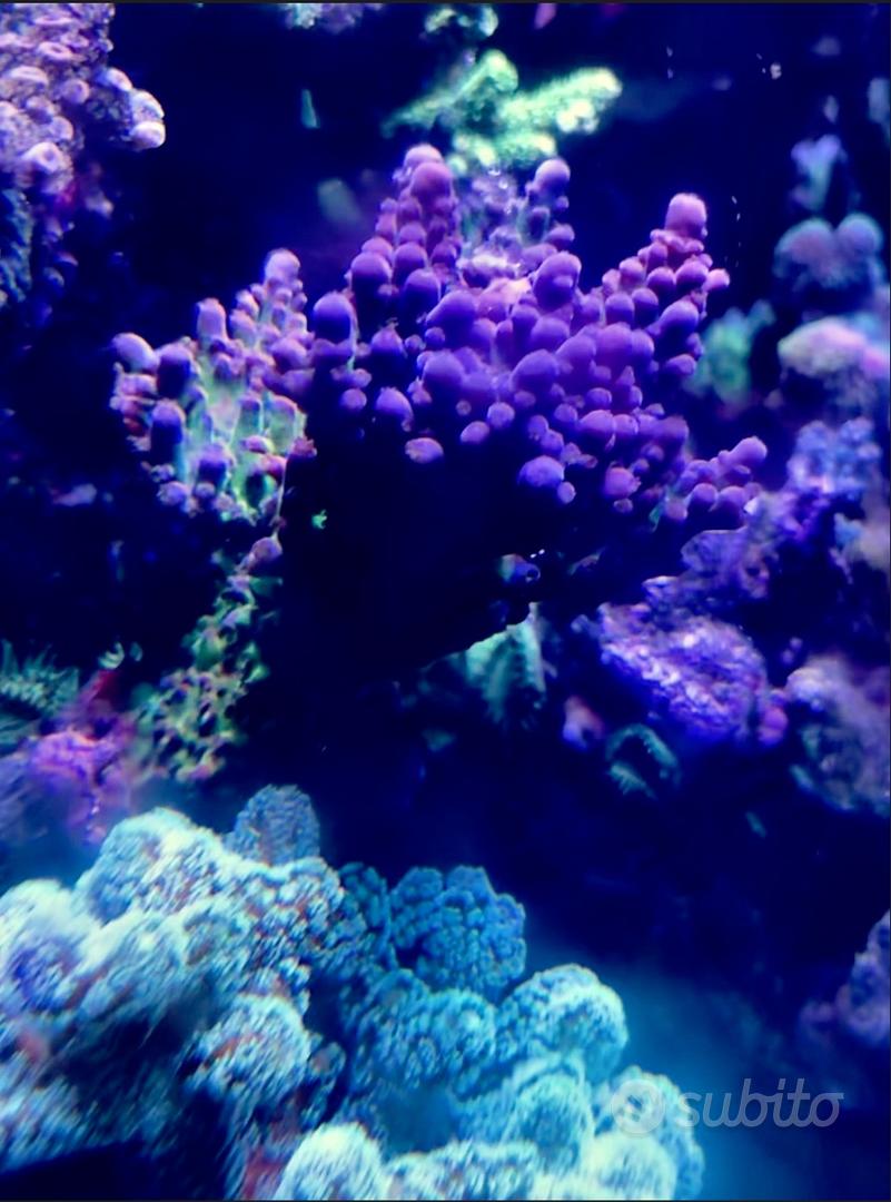 Acropora Tortuosa "Miyagi Tort" (ULTRA) - Animali In vendita a Como