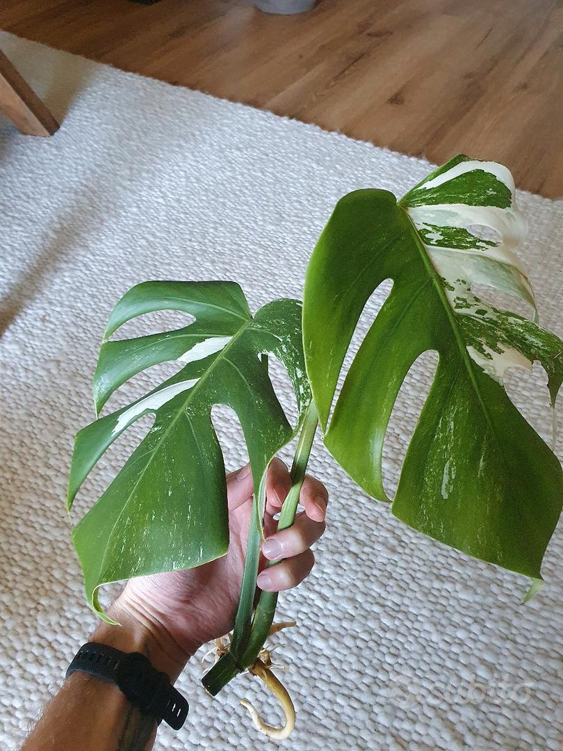 Monstera Deliciosa Variegata - Giardino e Fai da te In vendita a Udine