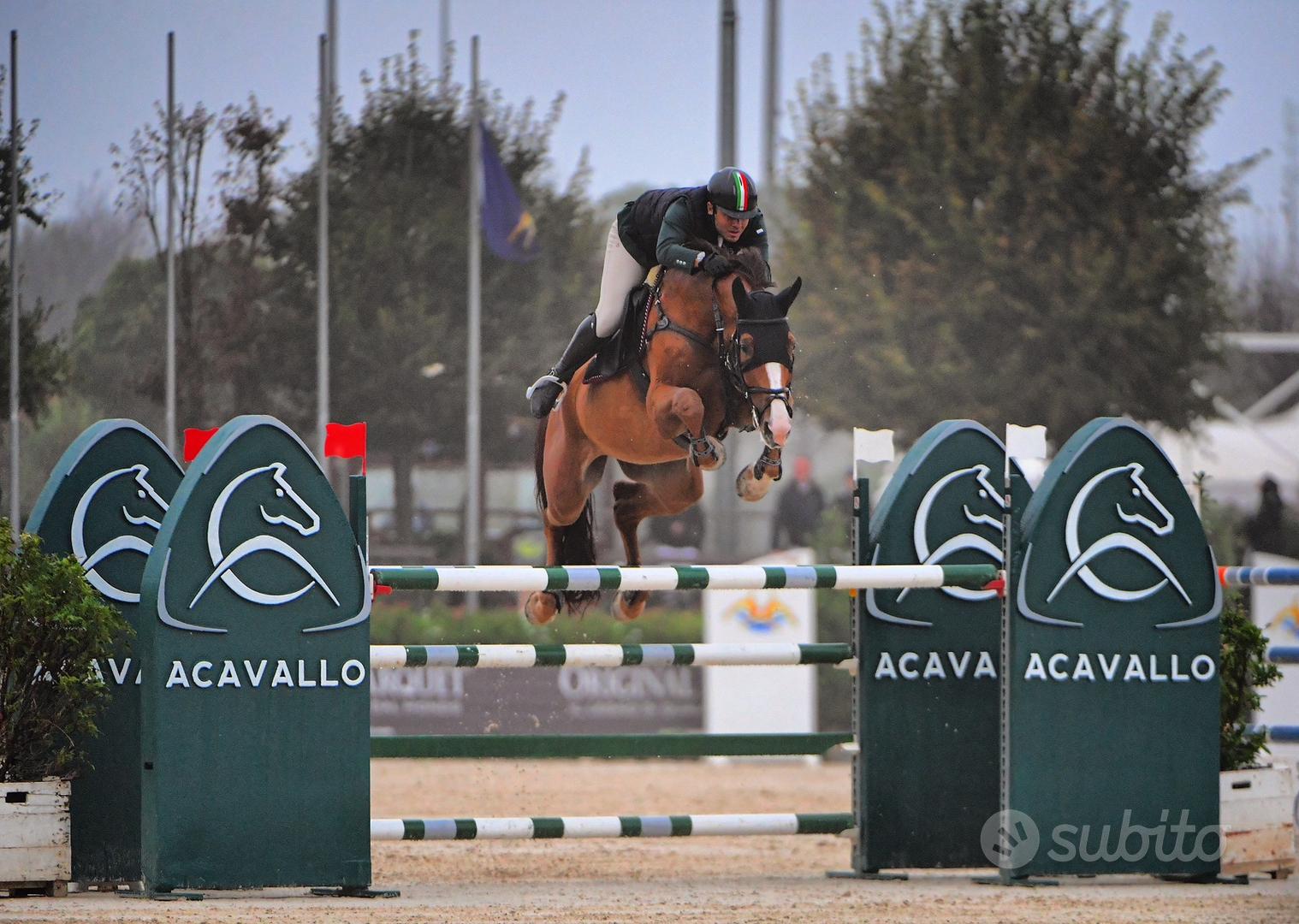 Cavallo cavalli salto ostacoli - Animali In vendita a Roma
