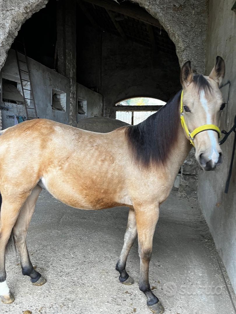 Cavallo Buckskin quarter horse - Animali In vendita a Verona