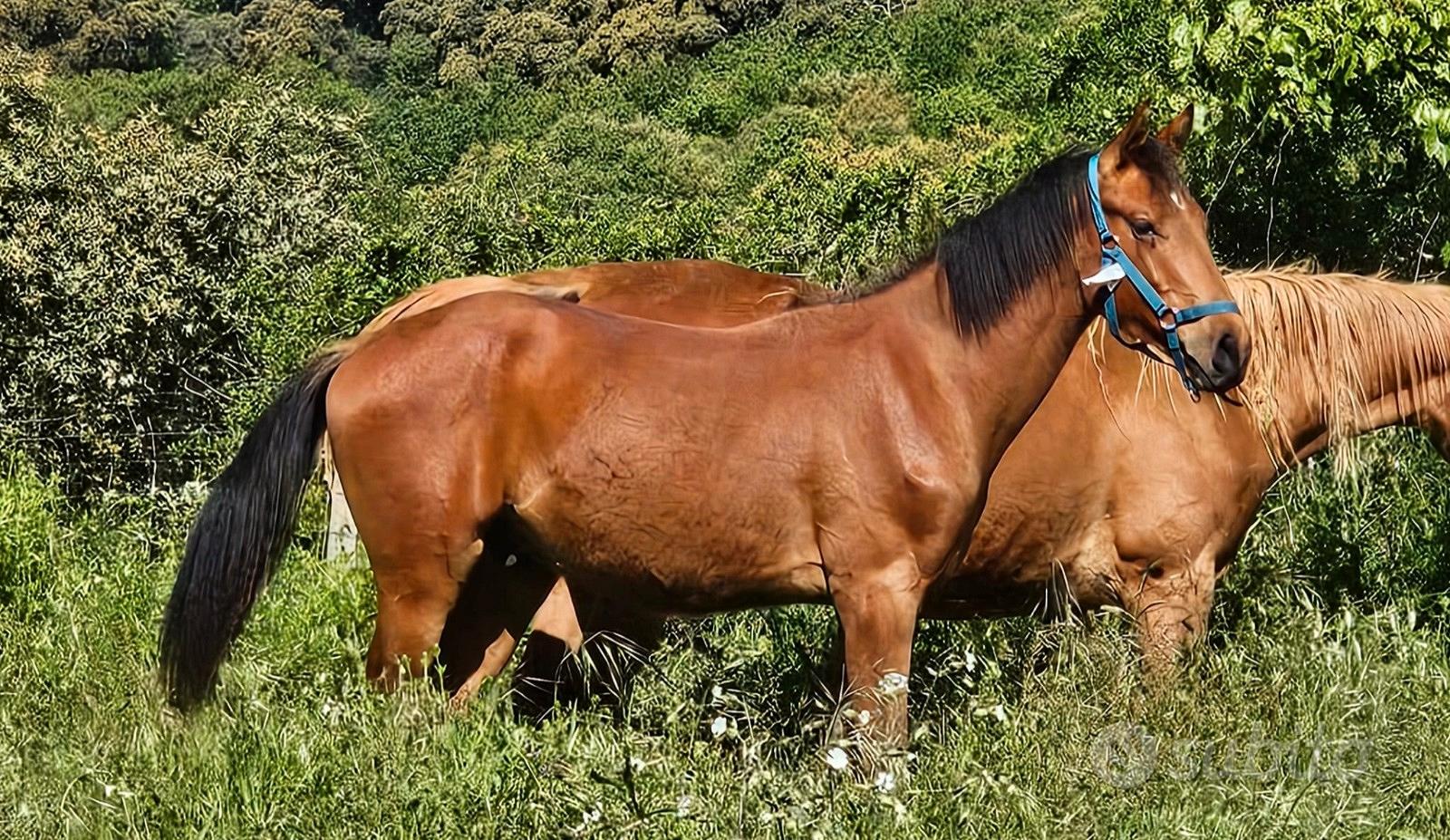 Cavallo sella italiano - Animali In vendita a Sassari