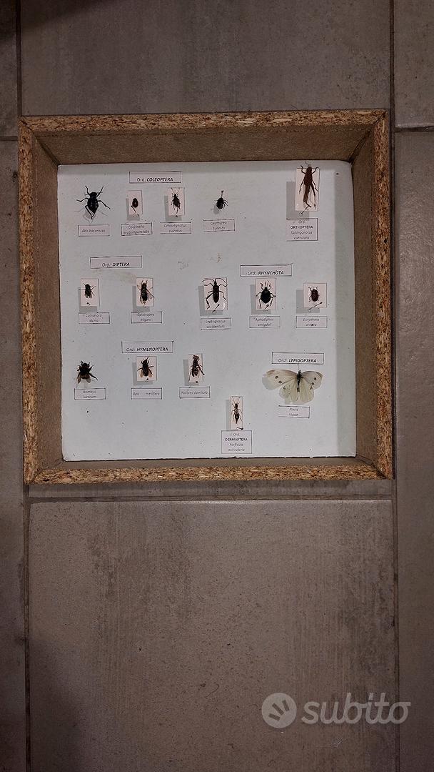 Scatola entomologica cassetta insetti spillati - Collezionismo In ...
