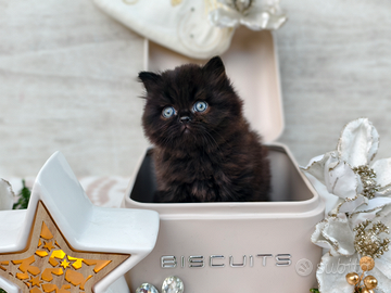 British longhair maschietto Total black - Animali In vendita a Milano