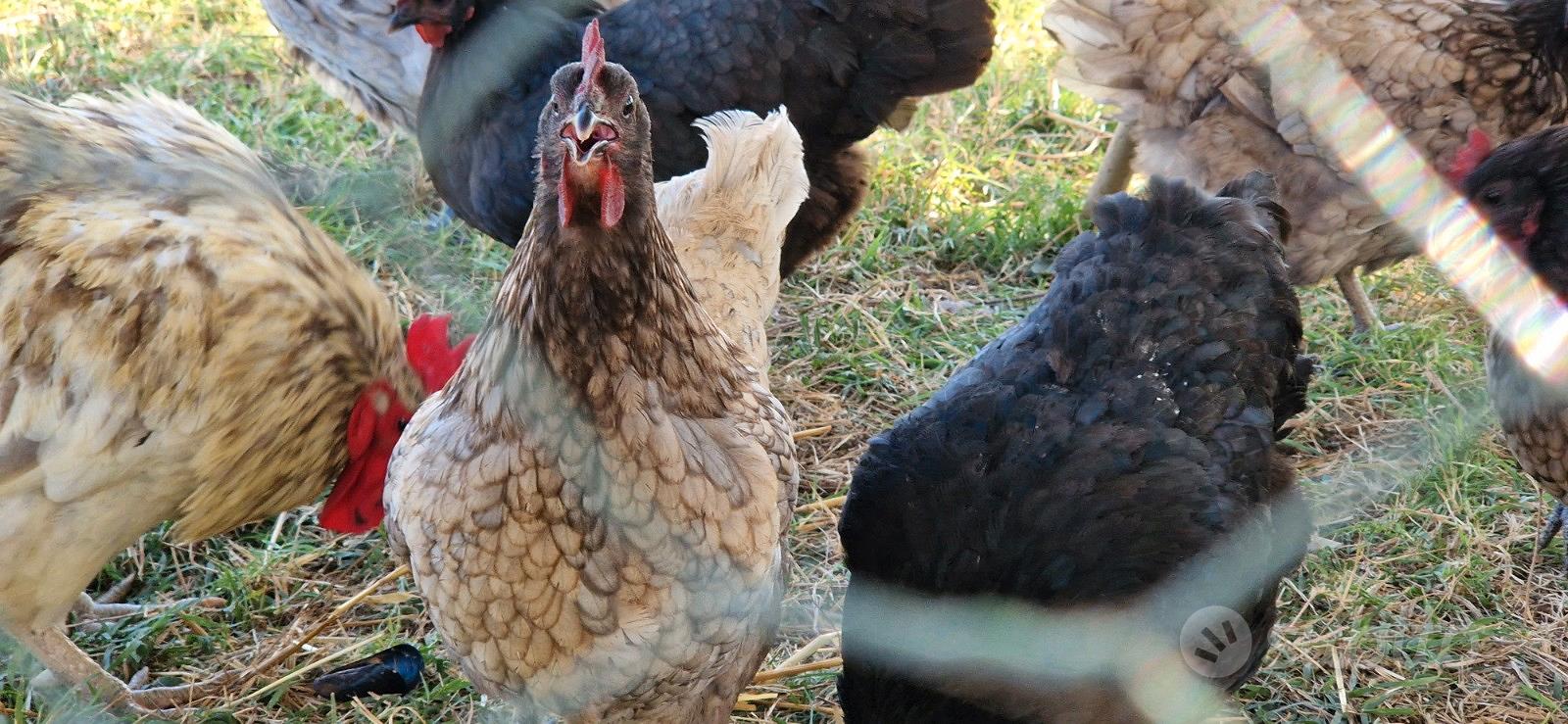 Pulcini pulcinotti galline galli AUSTRALORP - Animali In vendita a Bologna