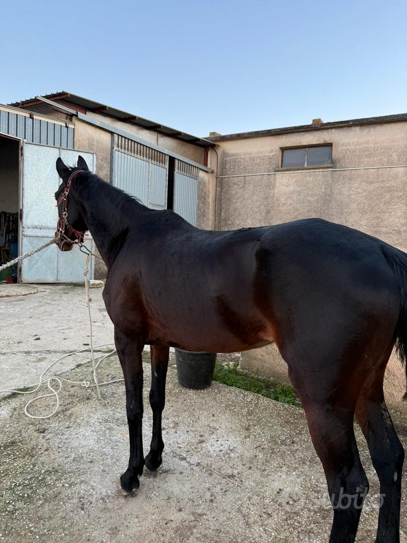 Cavalla anglo araba - Animali In vendita a Torino