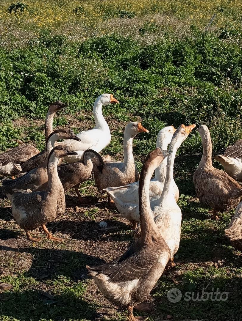 Oca cignoide bianca - Animali In vendita a Trapani