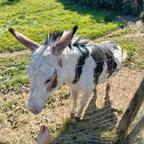 Asini - Regalo e vendita animali - Subito.it