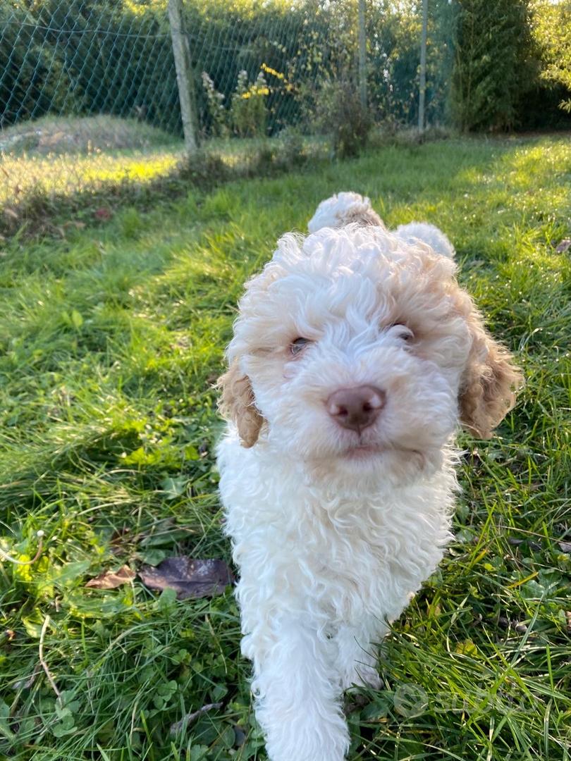 Cucciolo di Lagotto Romagnolo con pedigree - Animali In vendita a Venezia
