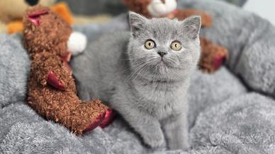 Gatta scottish straight - Animali In vendita a Padova