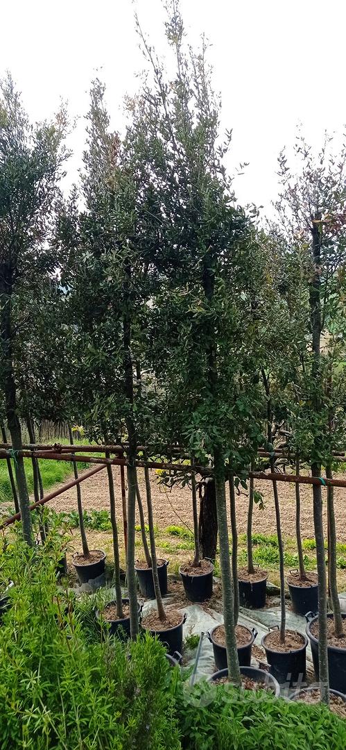 leccio (quercus ilex) piante da giardino - Giardino e Fai da te In ...