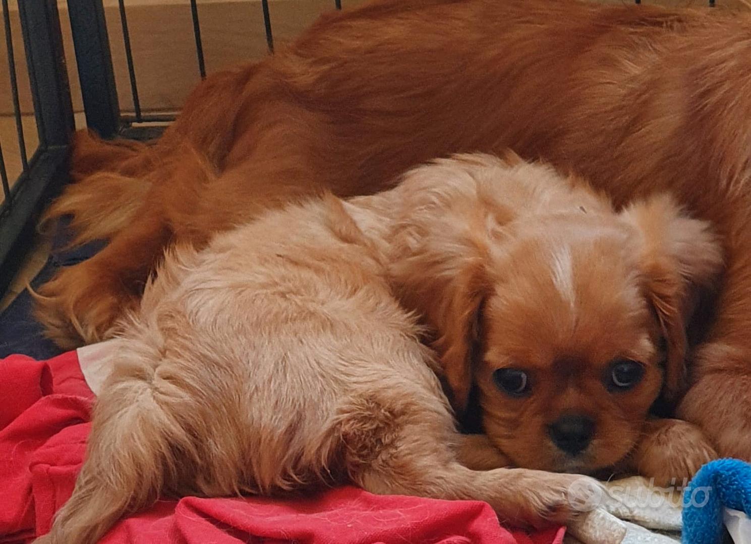 Cavalier king Charles spaniel - Animali In vendita a Salerno