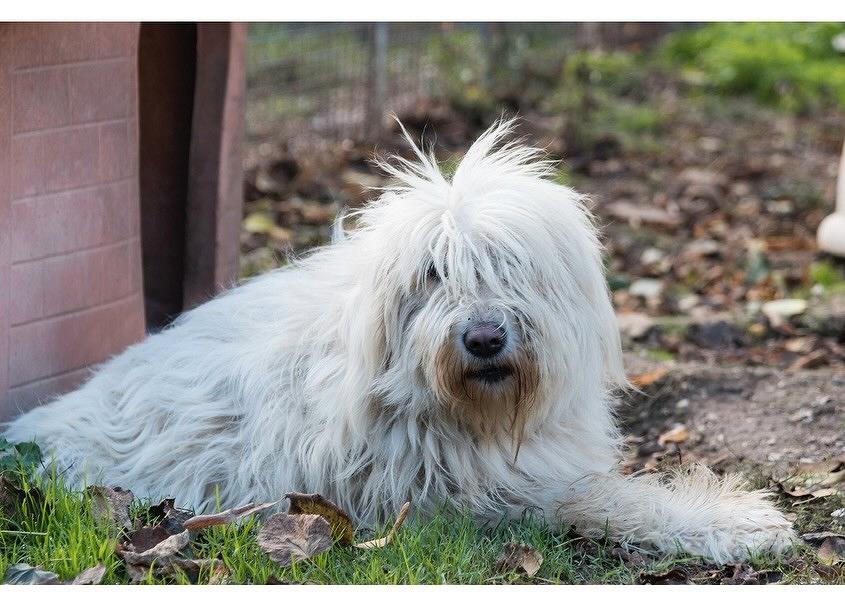 ASIA, stupenda mix KOMONDOR dimenticata - Animali In regalo a Firenze