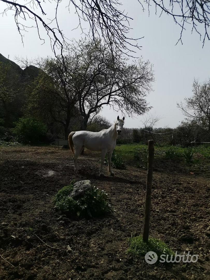 Stallone arabo - egiziano - Animali In vendita a Enna