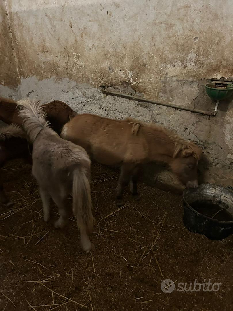 Pony olandesi - Animali In vendita a Napoli