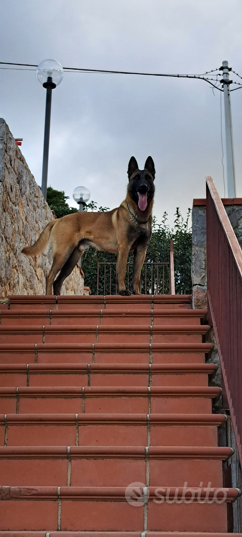Pastore Belga Malinois - Animali In vendita a Palermo