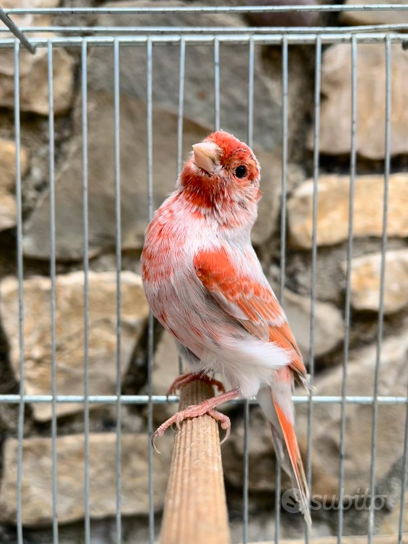 Canarini Agata opale rosso mosaico - Animali In vendita a Bergamo