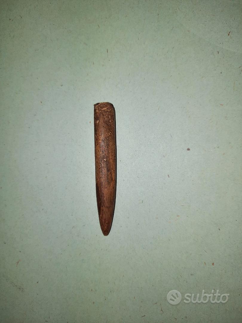Rostro di belemnite - fossile - Collezionismo In vendita a Napoli