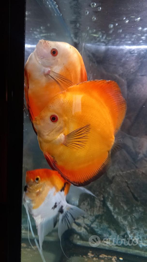 3 discus yellow golden e 2 red melon - Animali In vendita a Roma