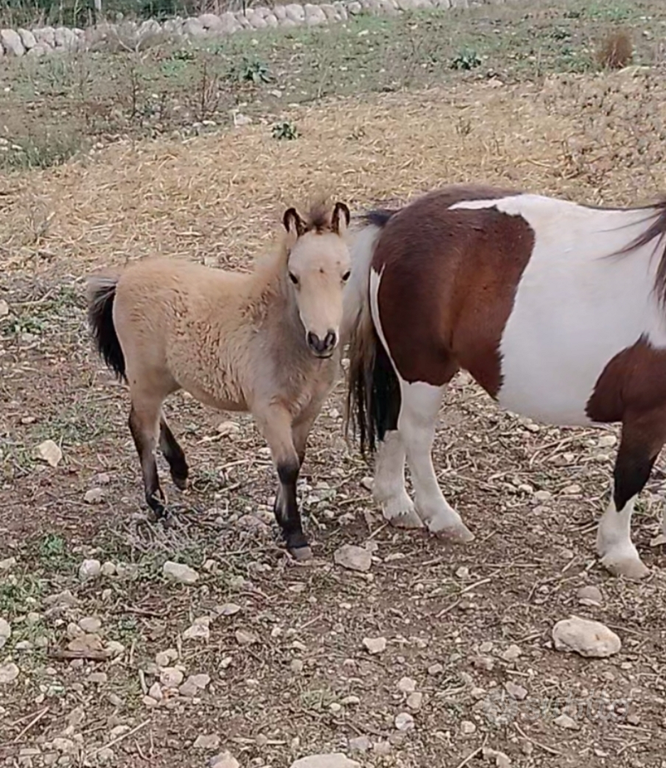 Cavallo pony - Animali In vendita a Catania