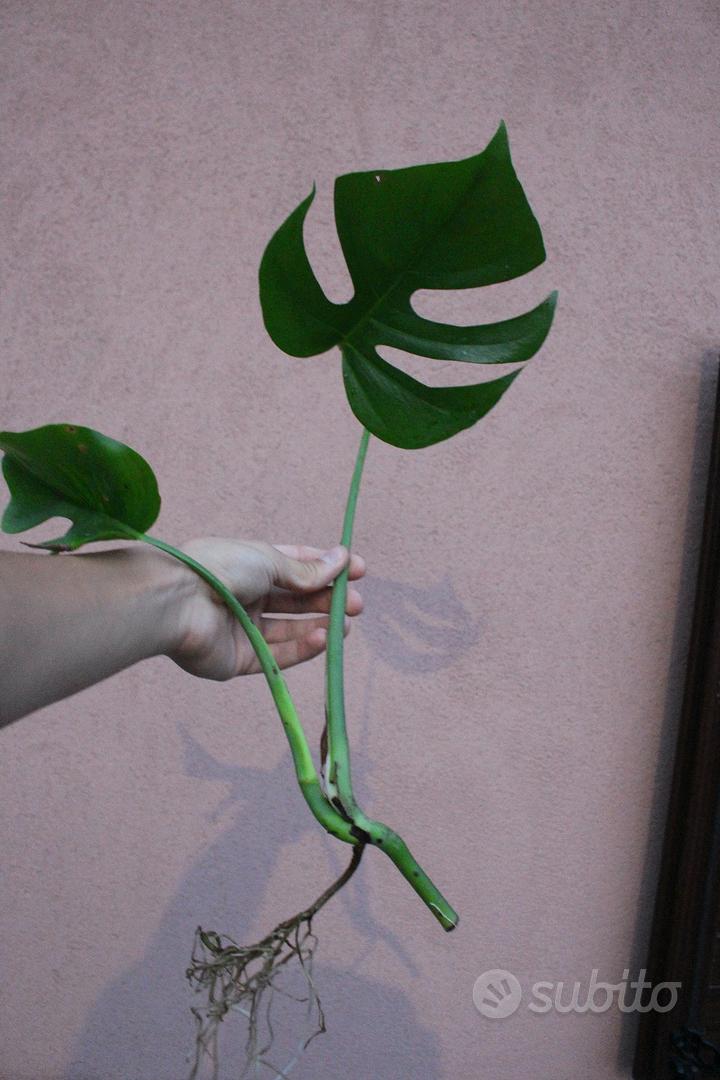 pianta monstera adansonii radicata - Giardino e Fai da te In vendita a ...