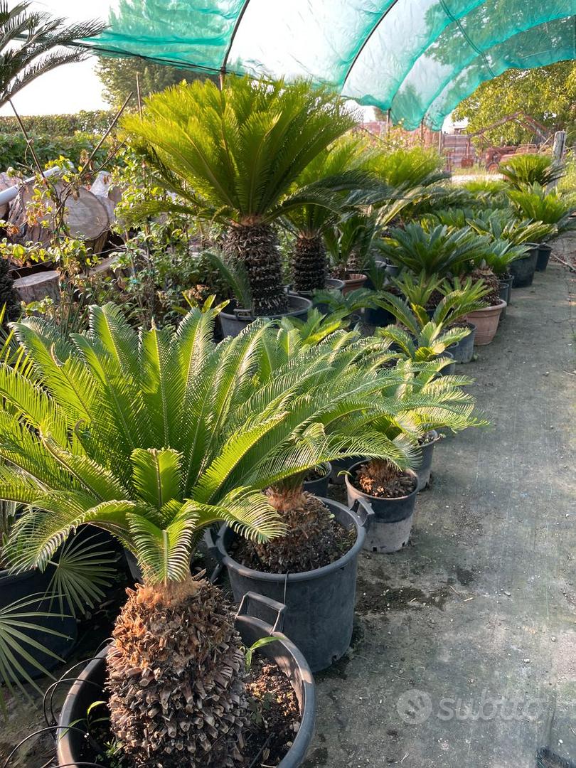 cycas pianta - Giardino e Fai da te In vendita a Caserta