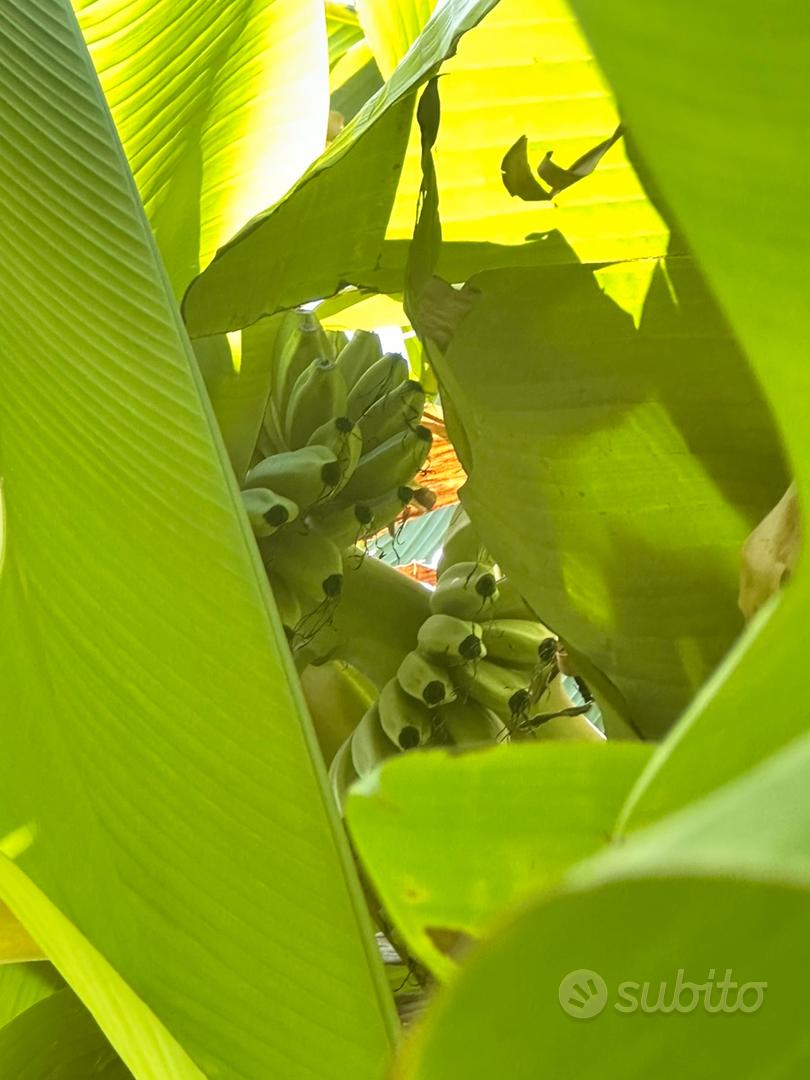Piante di banano - Giardino e Fai da te In vendita a Napoli
