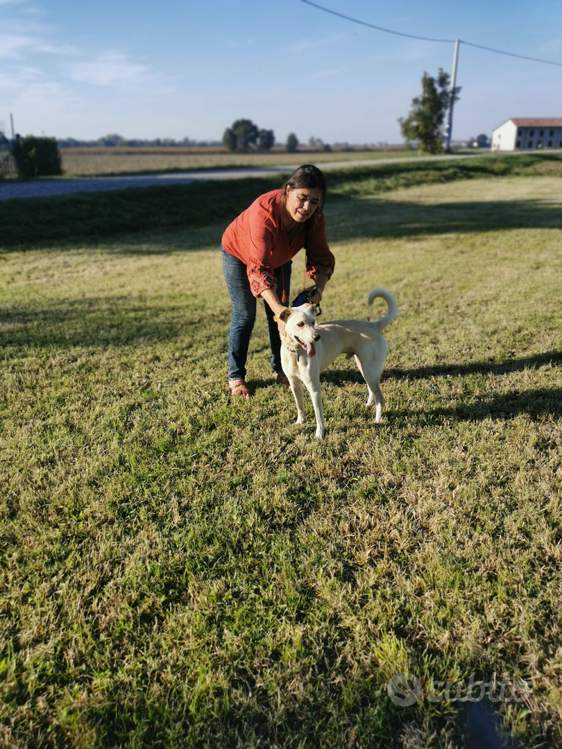 Meticcio beige un bel cane - Animali In regalo a Mantova